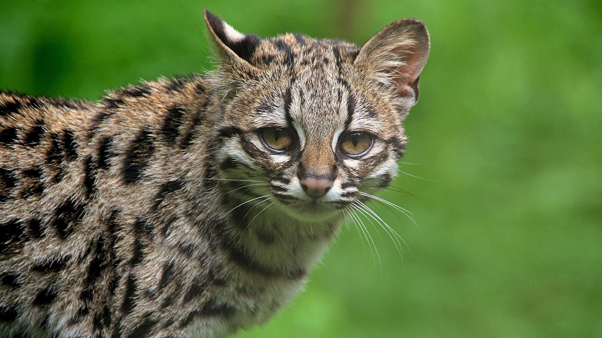 Le chat-tigre - Photos Futura