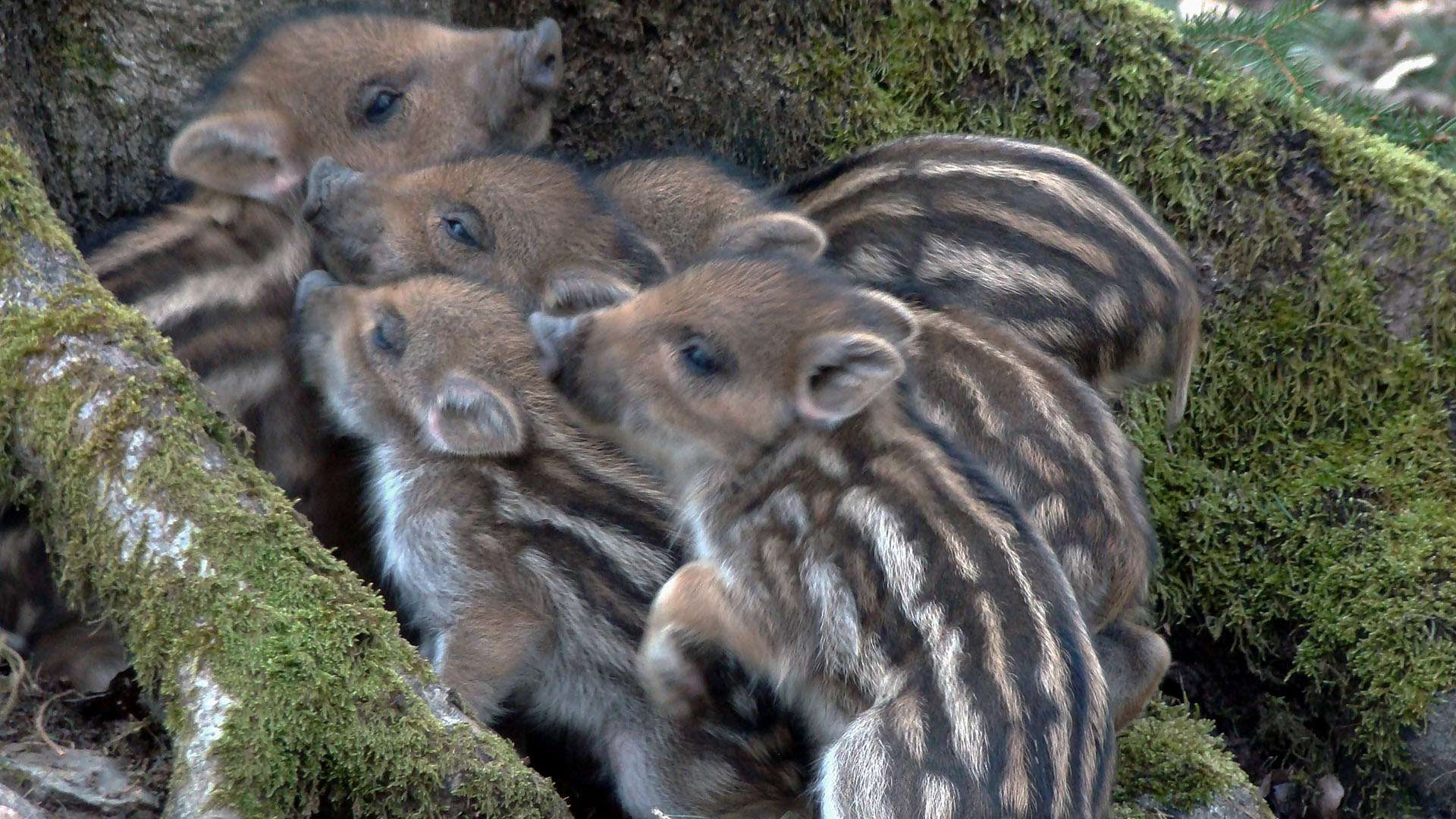 Le marcassin, le petit rayé du sanglier - Photos Futura
