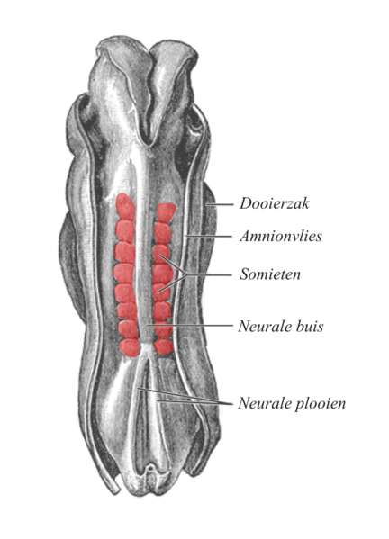 Définition | Somite : caractéristiques et explications
