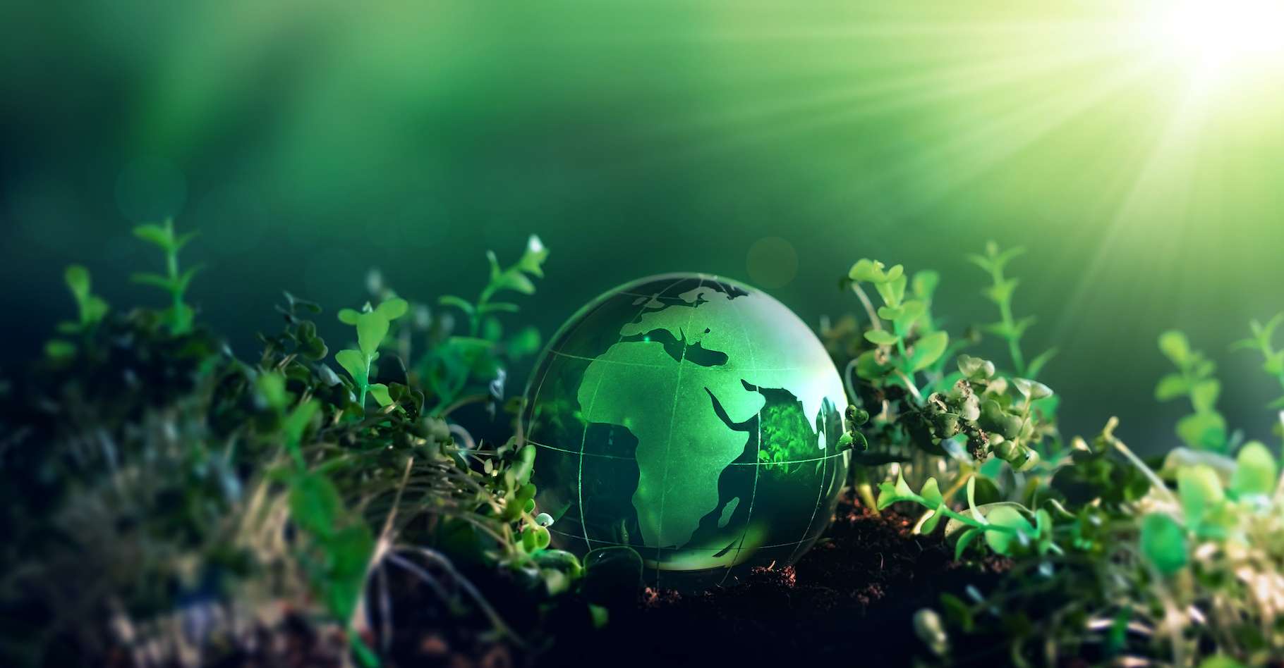 Écolabel, Nutri-Score, étiquette énergie : comment sont-ils attribués