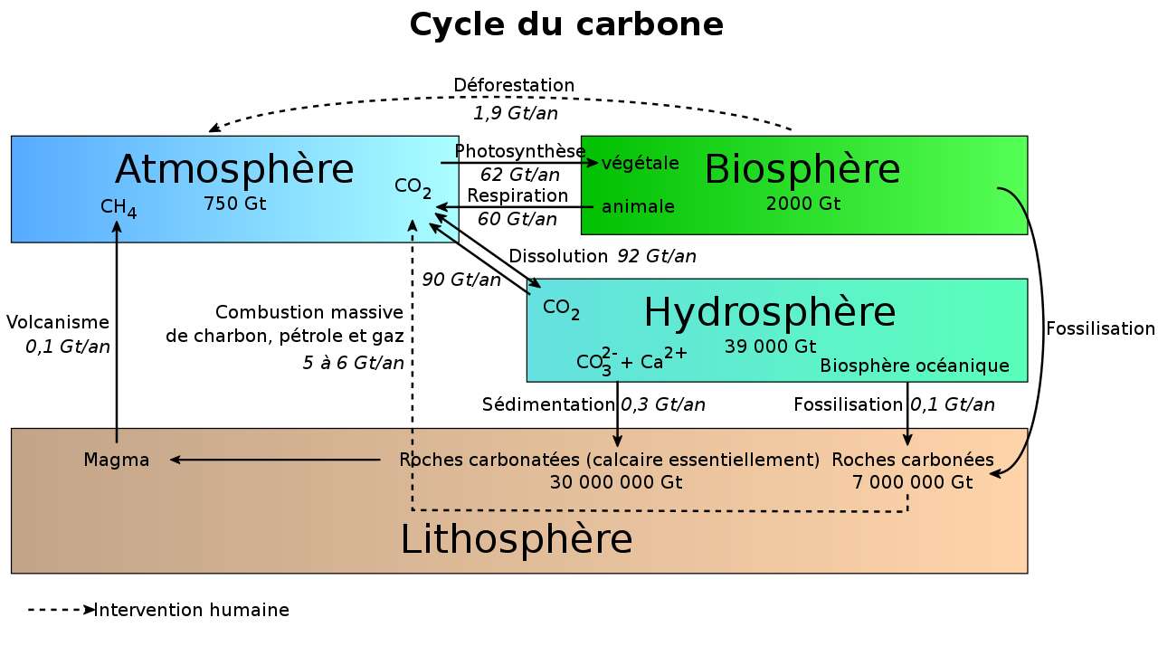 Cycle Simple Du Carbone