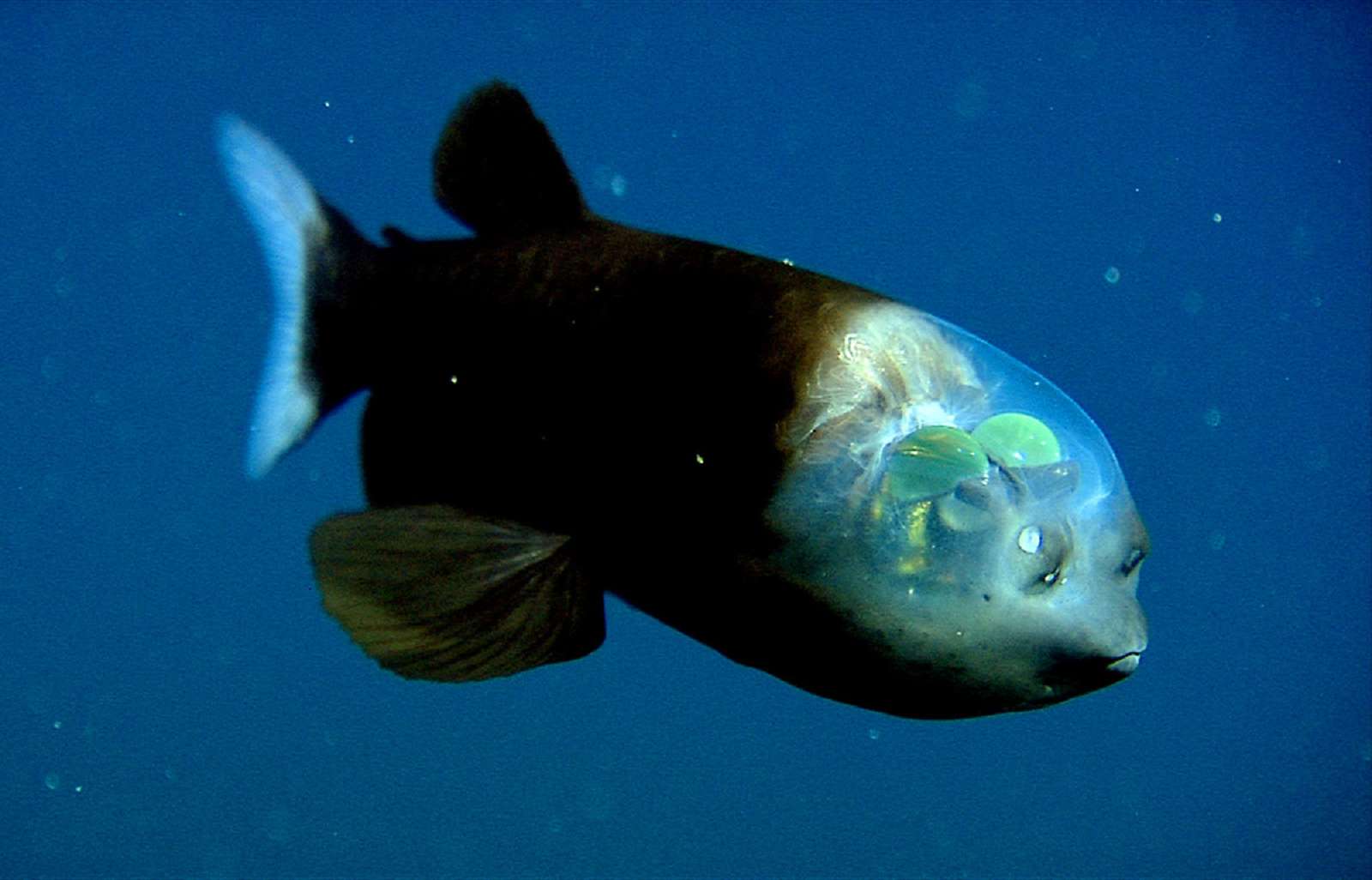Le top 10 des créatures des profondeurs du Monterey Bay Aquarium