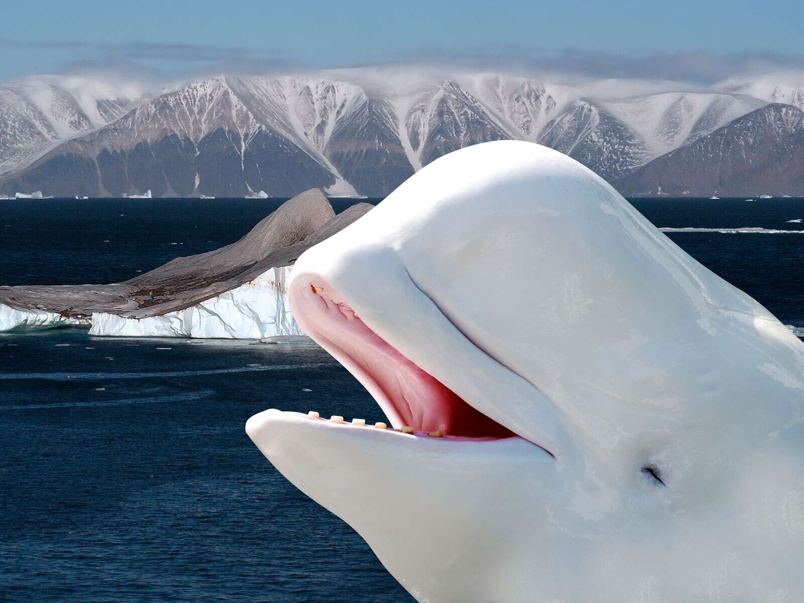 Beluga - Fond d'écran et images gratuites