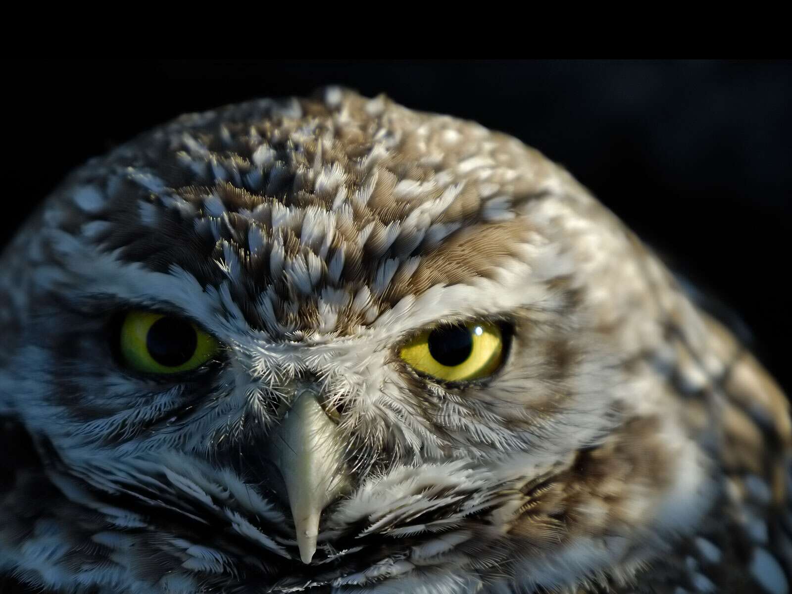 Chouette chevêche - Athene cunicularia - Fond d'écran et images gratuites