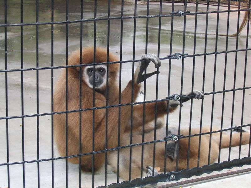 Définition | Gibbon à mains blanches - Gibbon lar - Hylobates lar