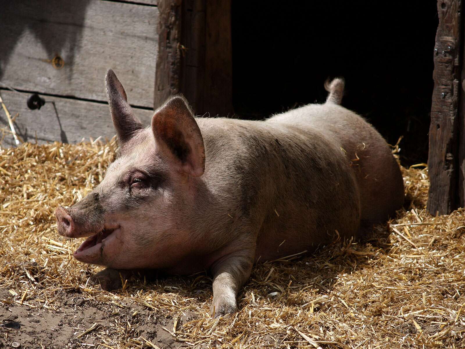 Cochon - Fond d'écran et images gratuites