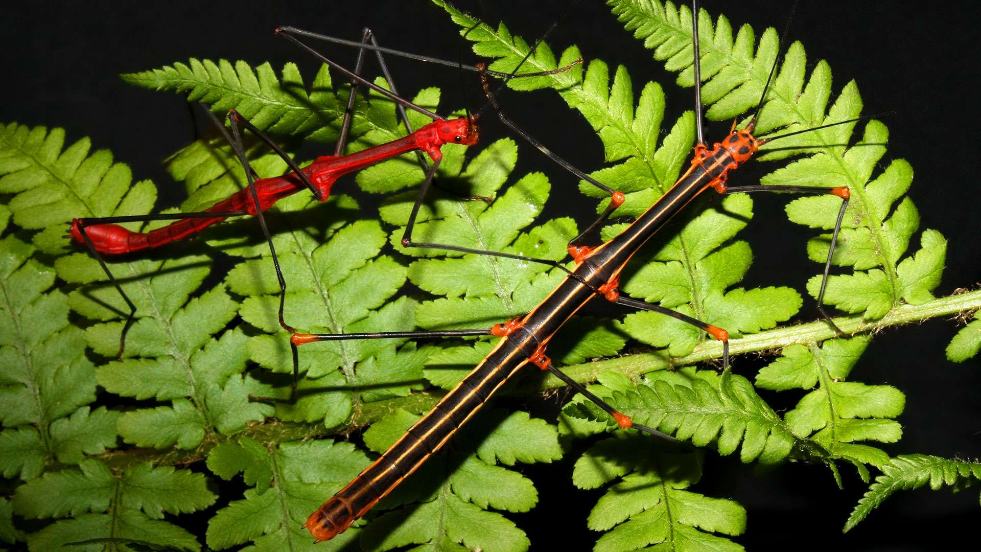 Le phasme du Pérou, un phasme non mimétique - Photos Futura