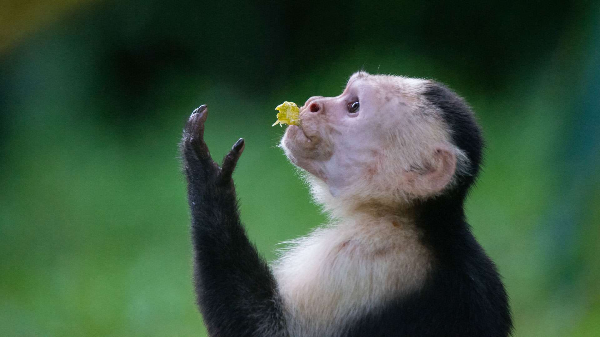 Le sapajou capucin ou capucin à face blanche du Panama - Photos Futura