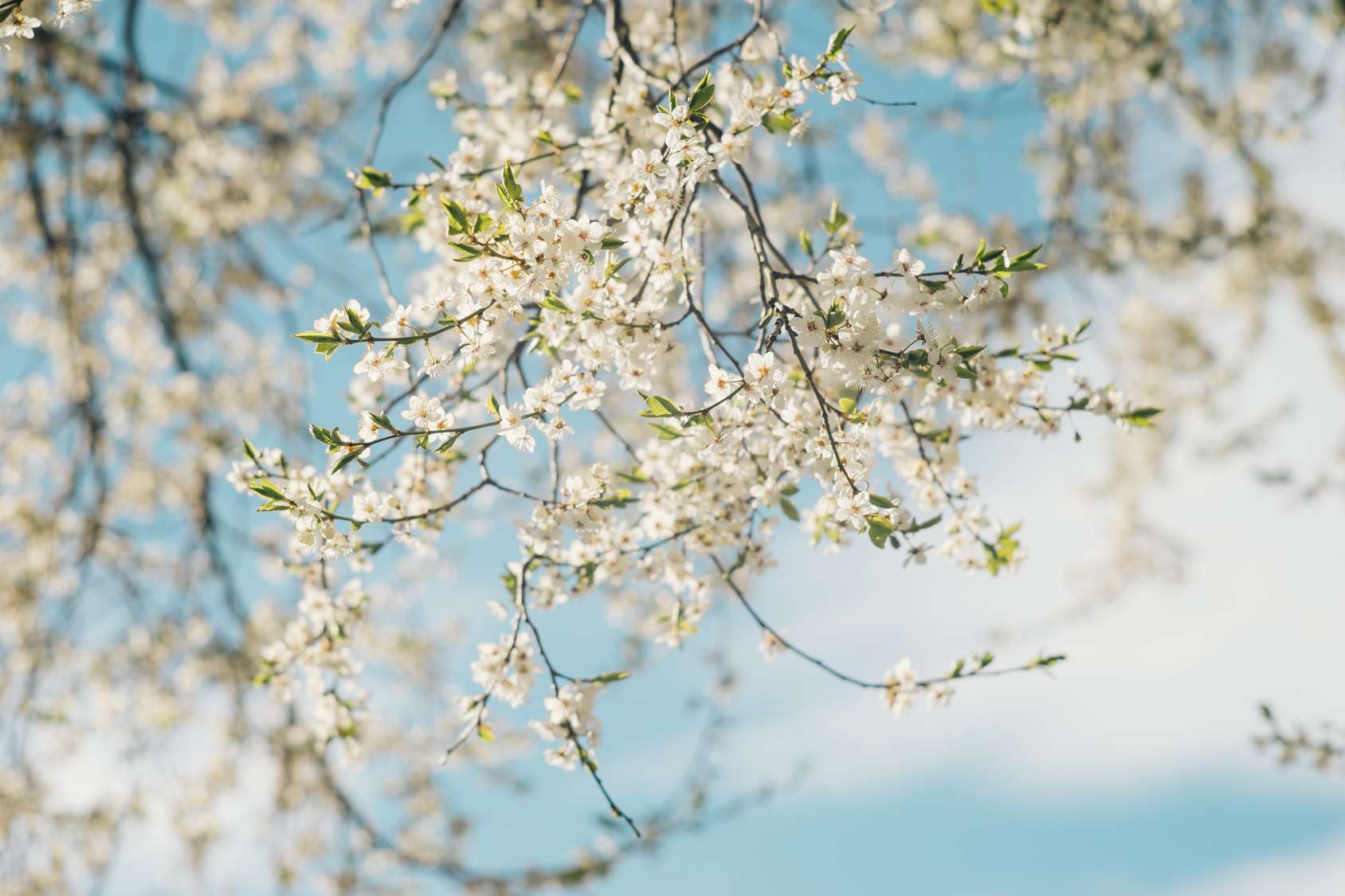 Saisons astronomiques et saisons météorologiques : quelles sont les ...
