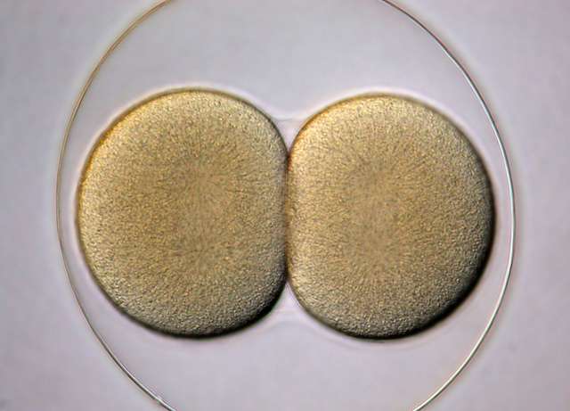 Des cellules souches totipotentes produites pour la première fois