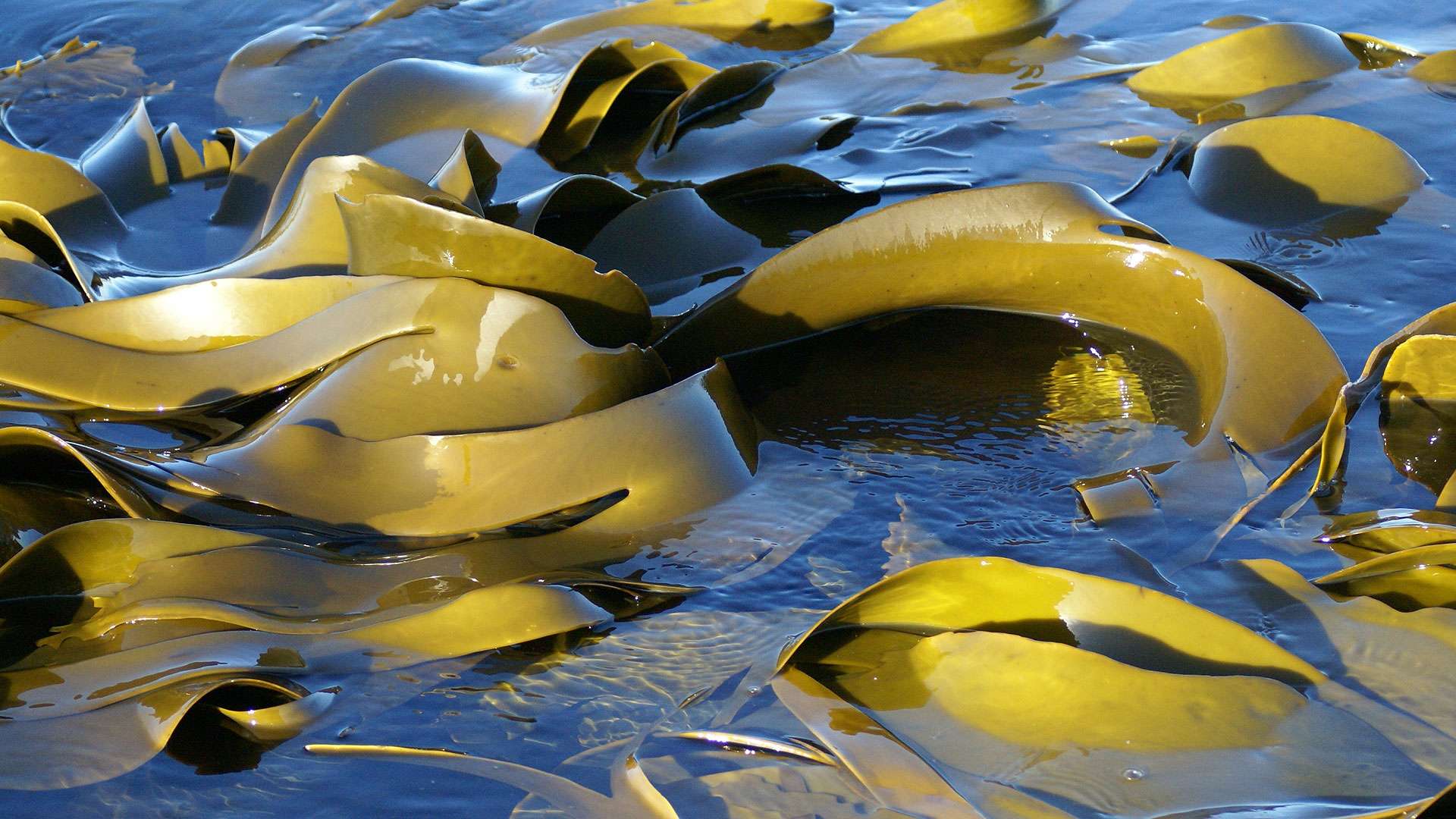 Les produits de la mer sont-ils encore sains à la consommation