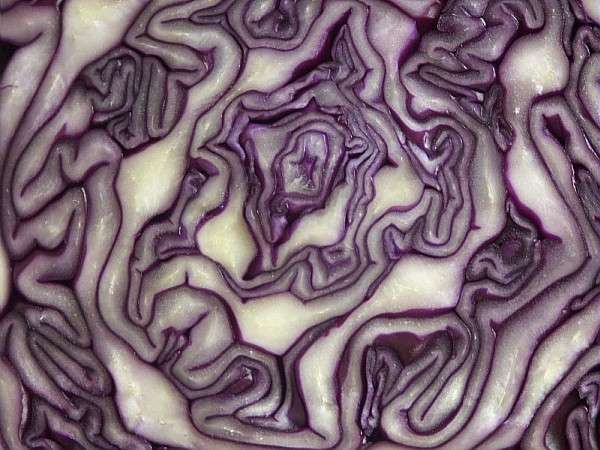 Coupe transversale d'un chou rouge - Photos Futura