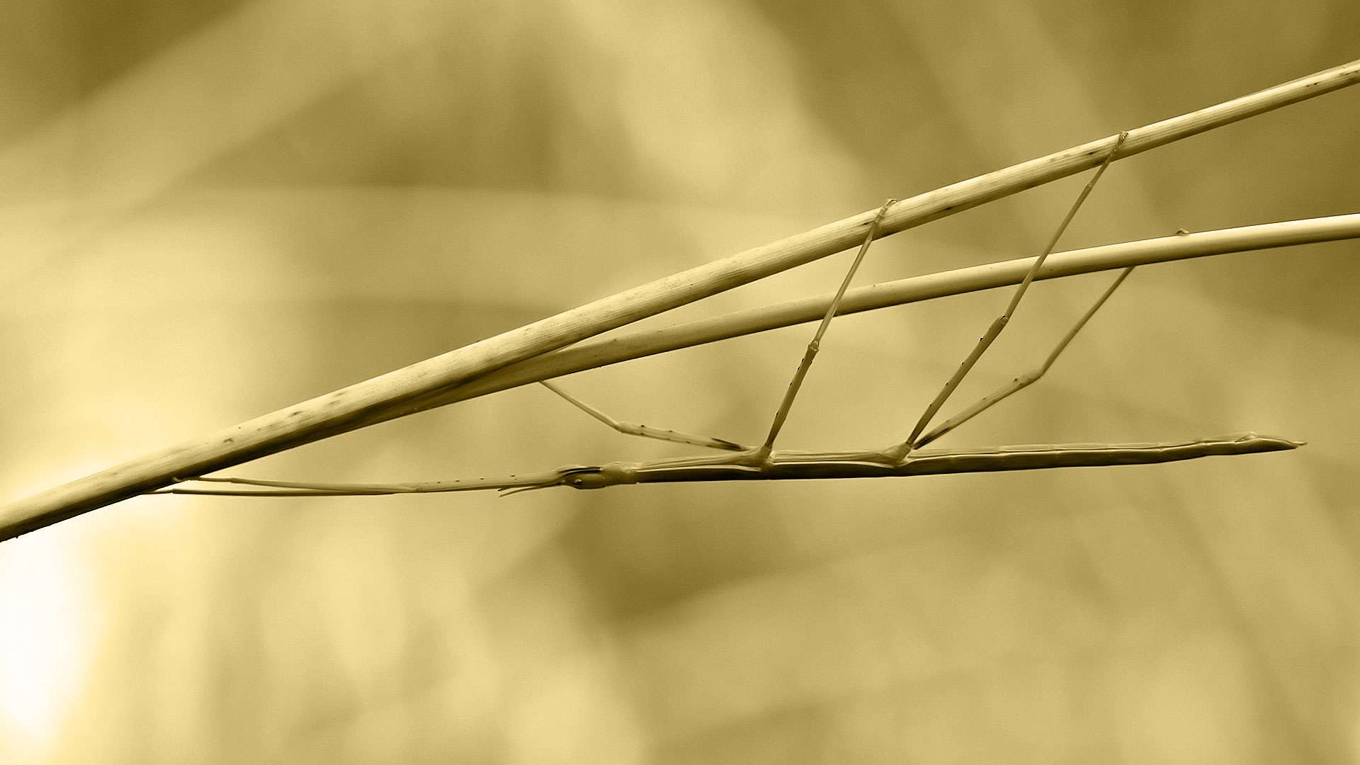 La survie des phasmes - Photos Futura