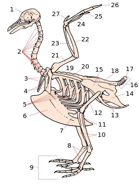 Définition | Pygostyle : Anatomy, Evolution and Ecology in Birds