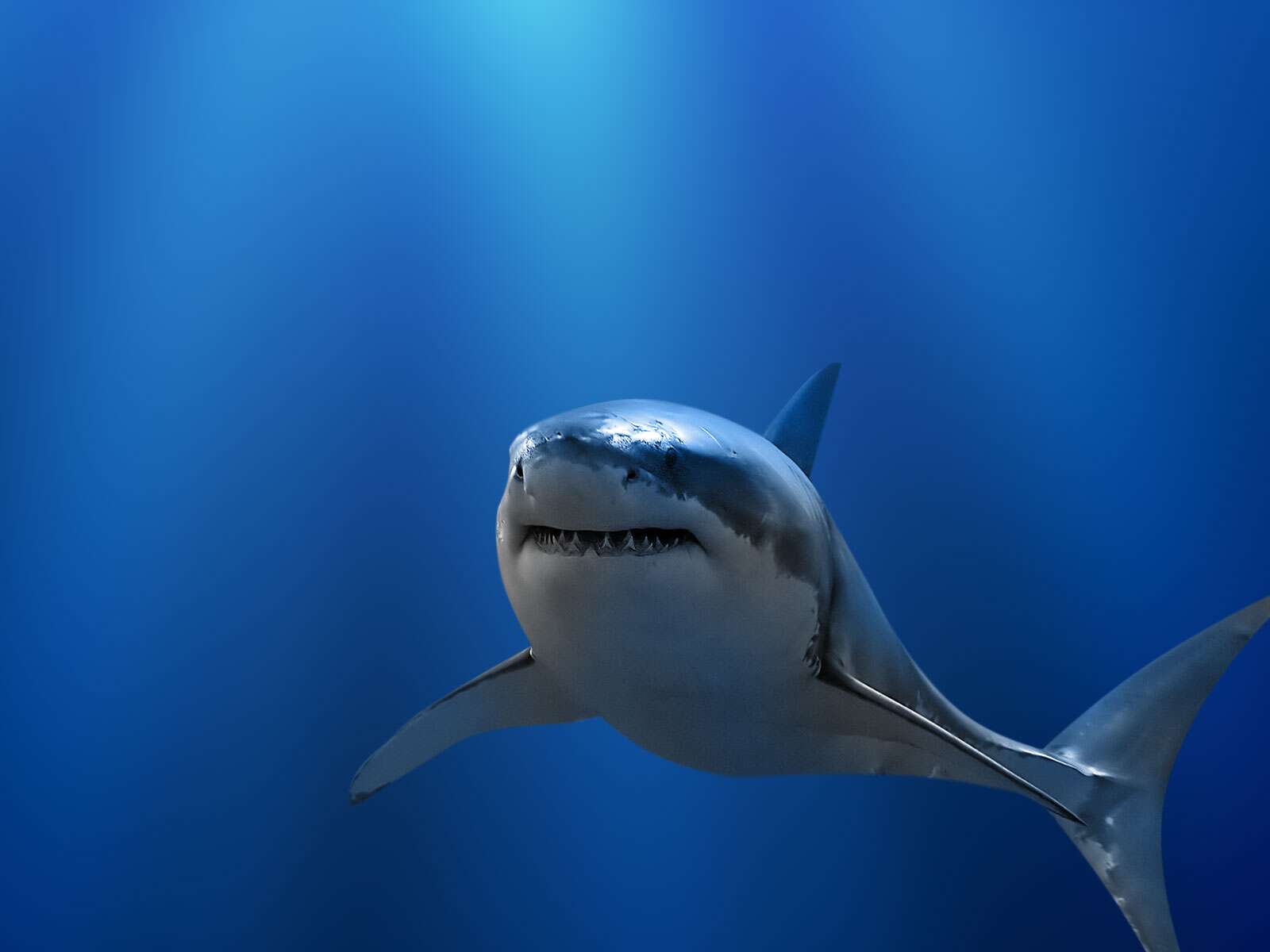 Grand requin blanc - Fond d'écran et images gratuites