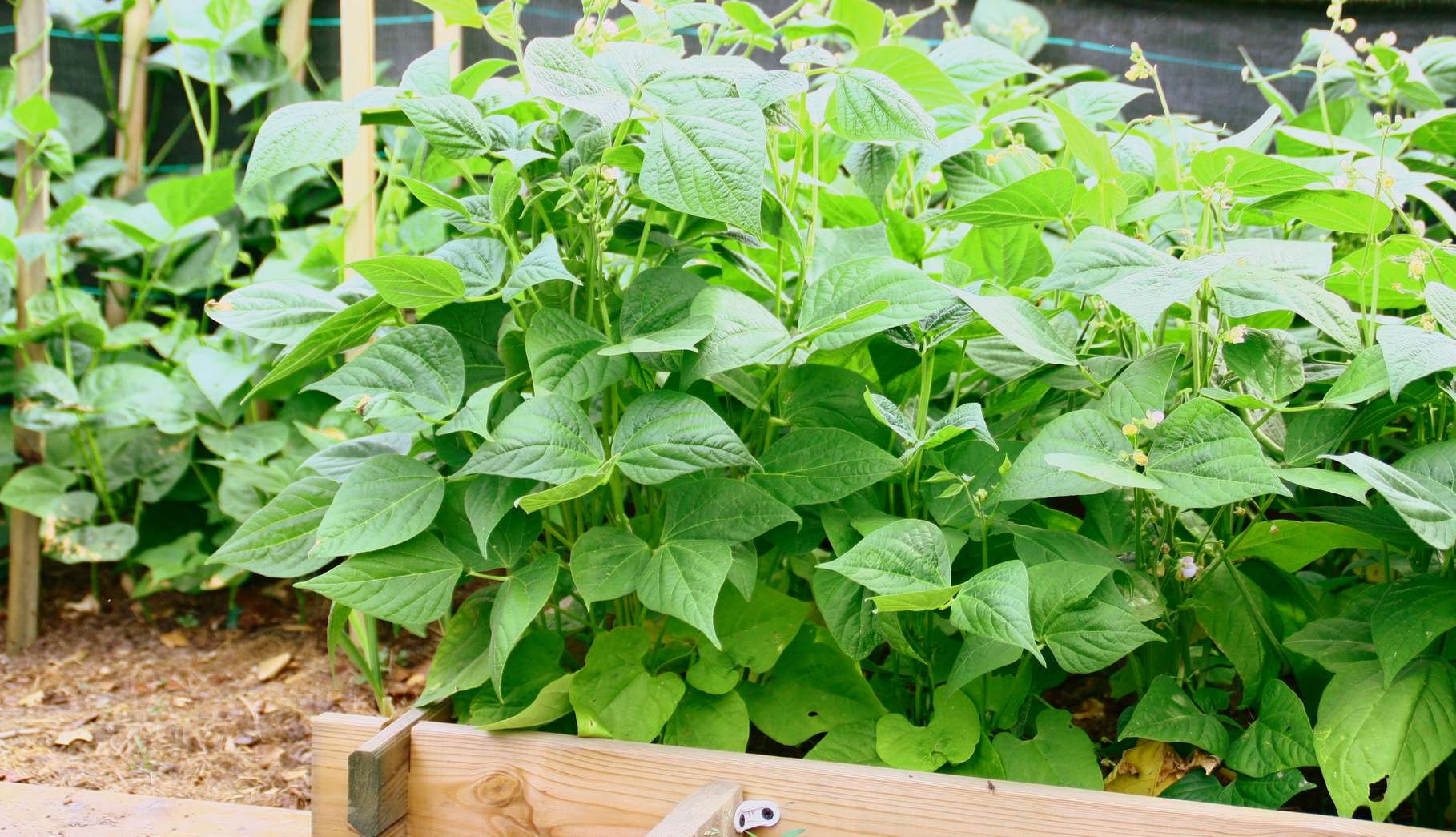 Haricots : quand et comment les semer