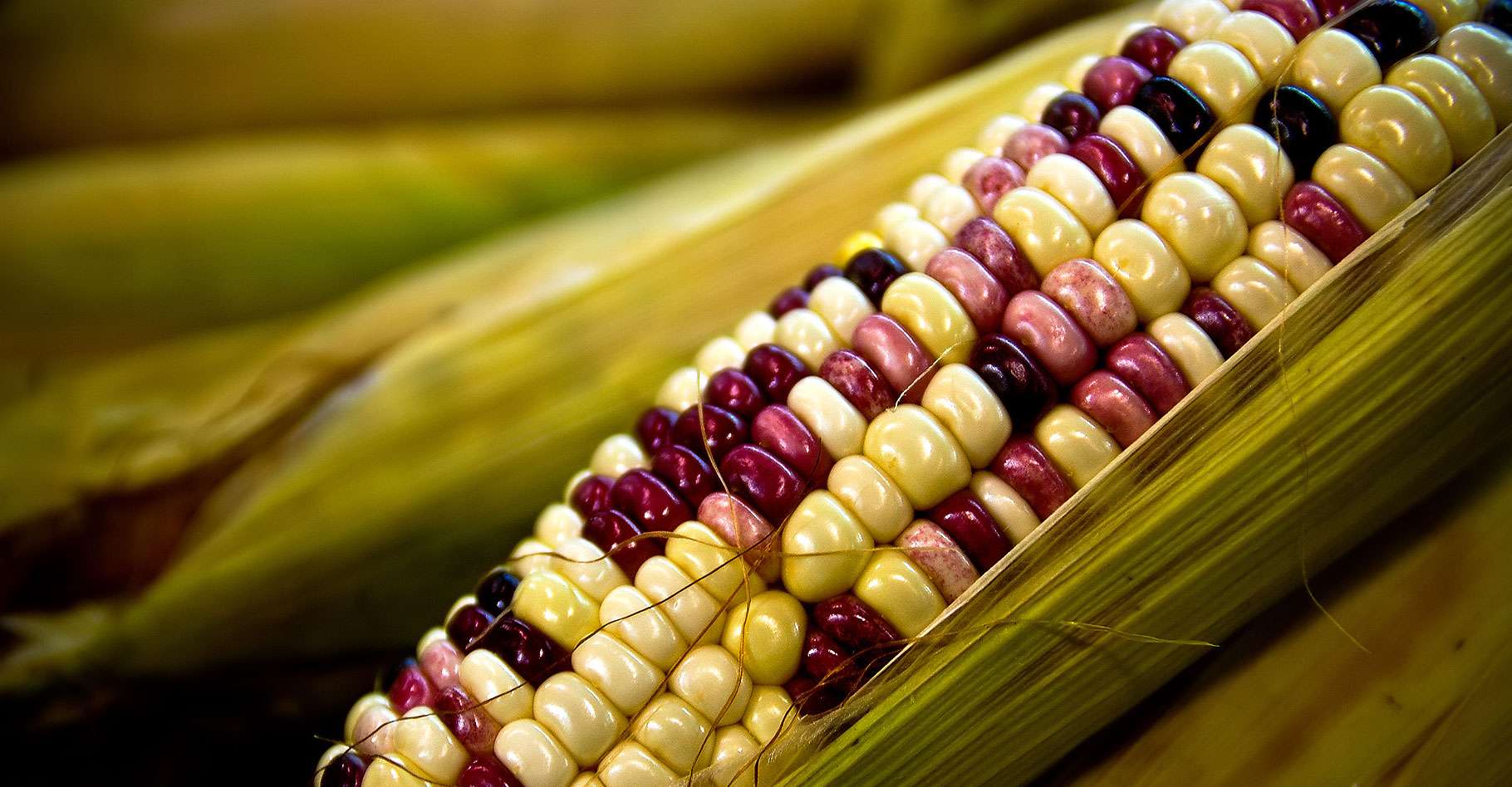 En savoir plus sur le maïs | Dossier