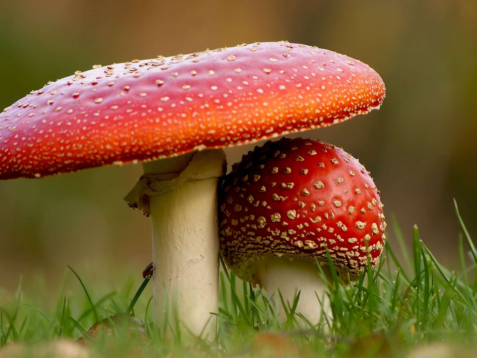 Champignons d'automne - Fond d'écran et images gratuites