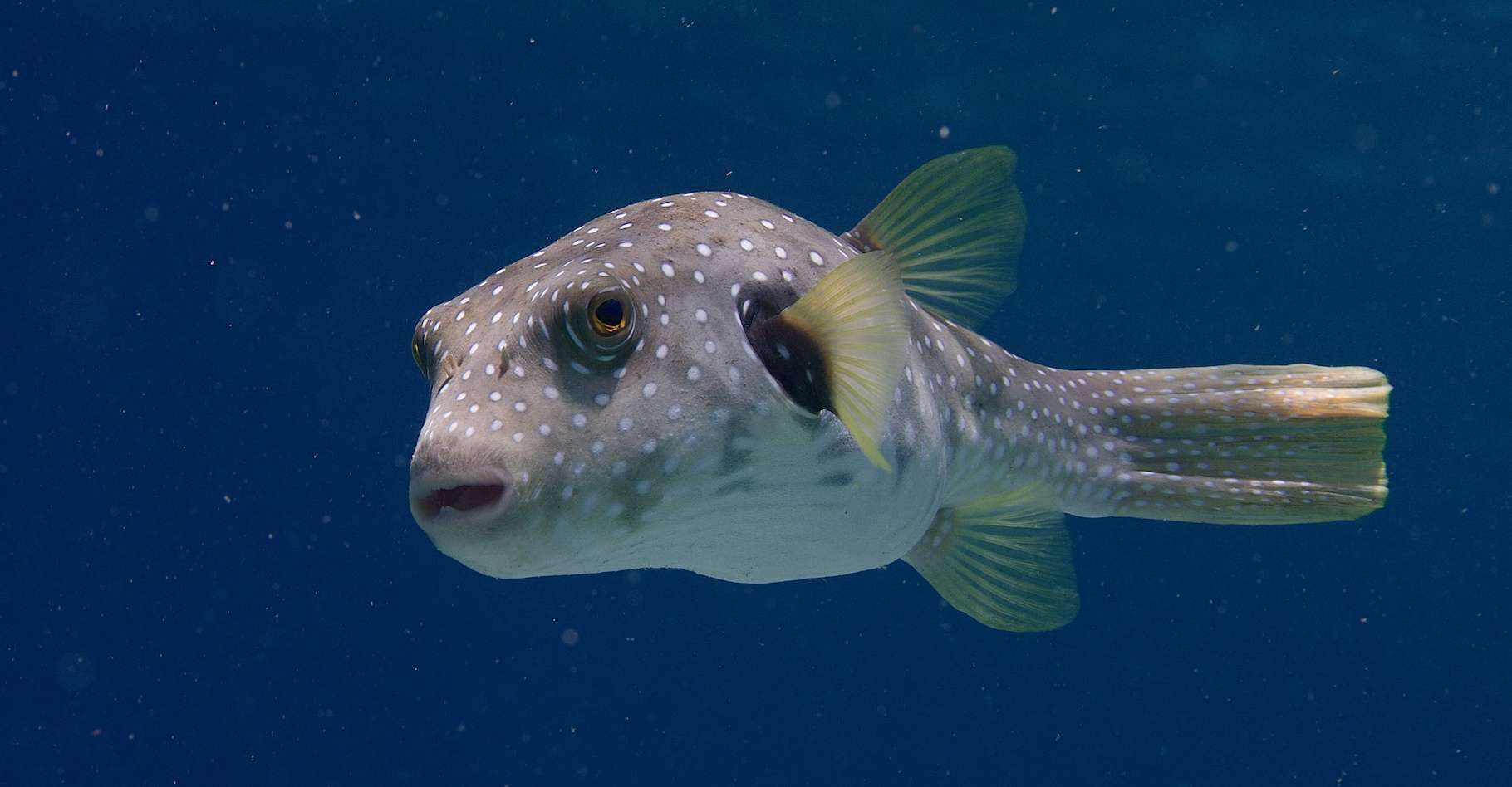 Bêtes de science : ces poissons dessinent des crop circles