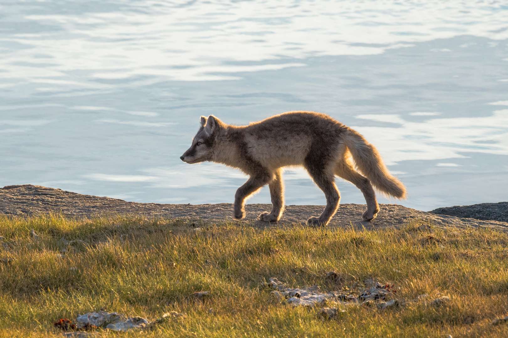 Jeune renard isatis dans la toundra - Photos Futura