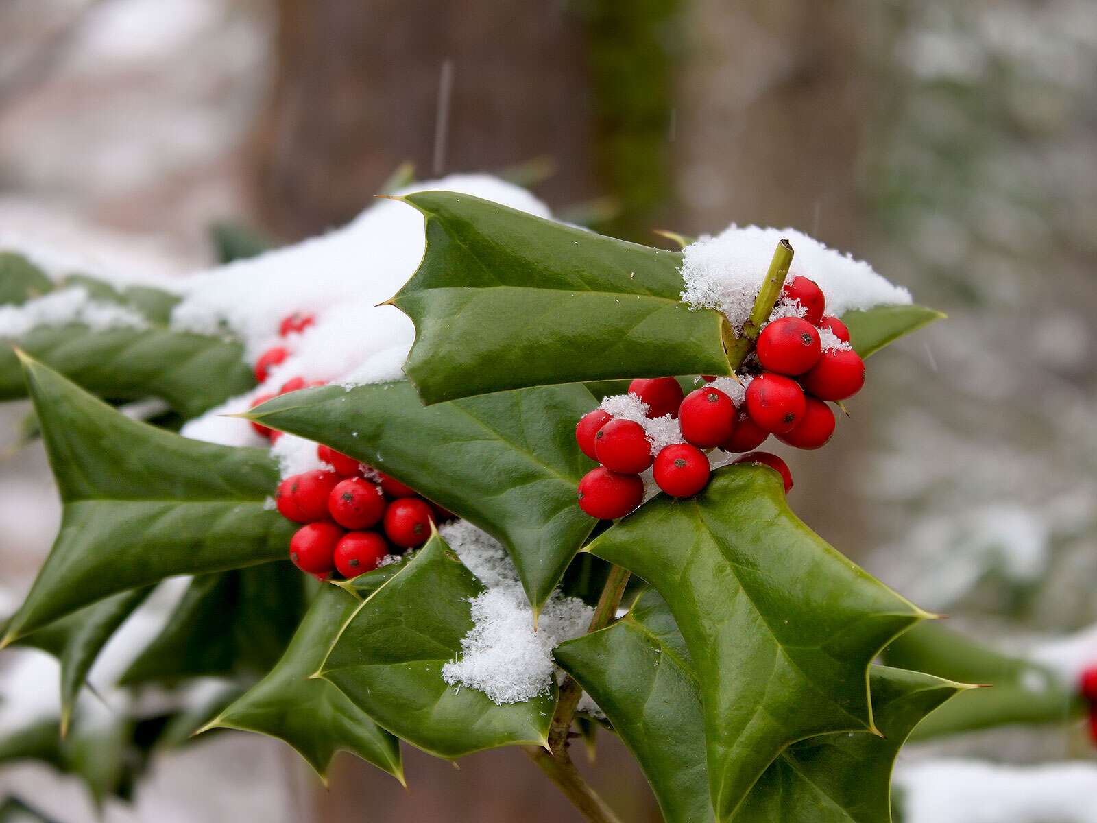 Les premiers flocons de neige