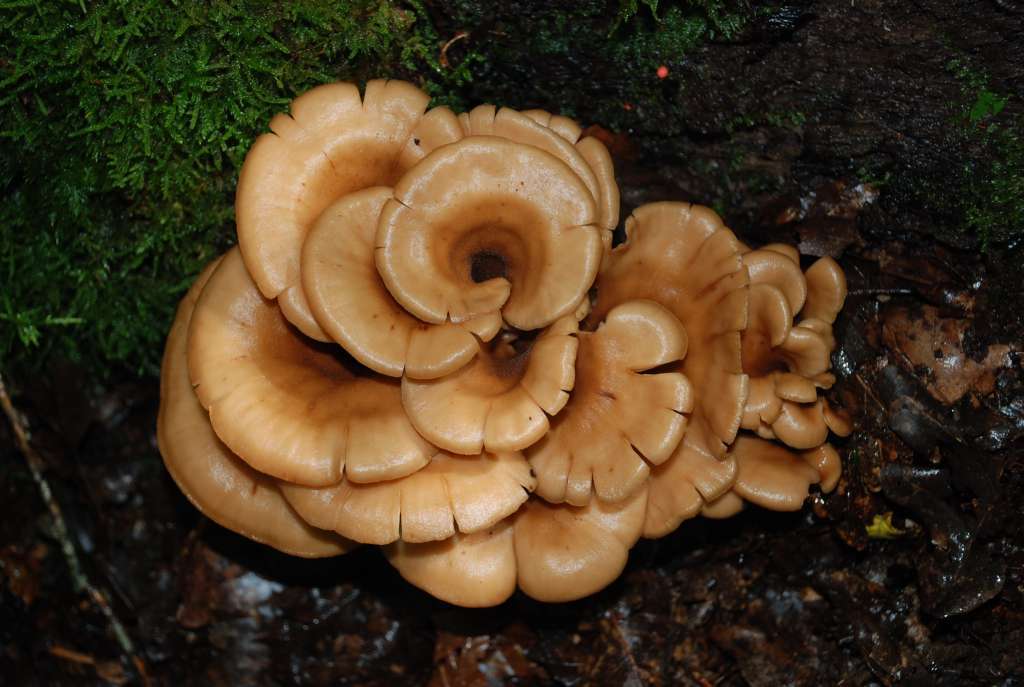 Lentin en colimaçon - Photos Futura