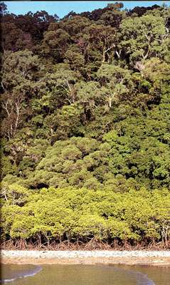 Couches D'arbres De La Forêt Tropicale Humide