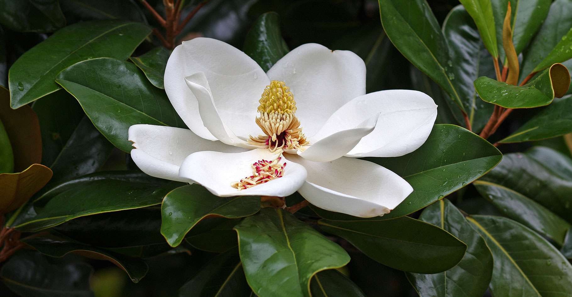Définition | Magnolia à grandes fleurs - Magnolia grandiflora ...