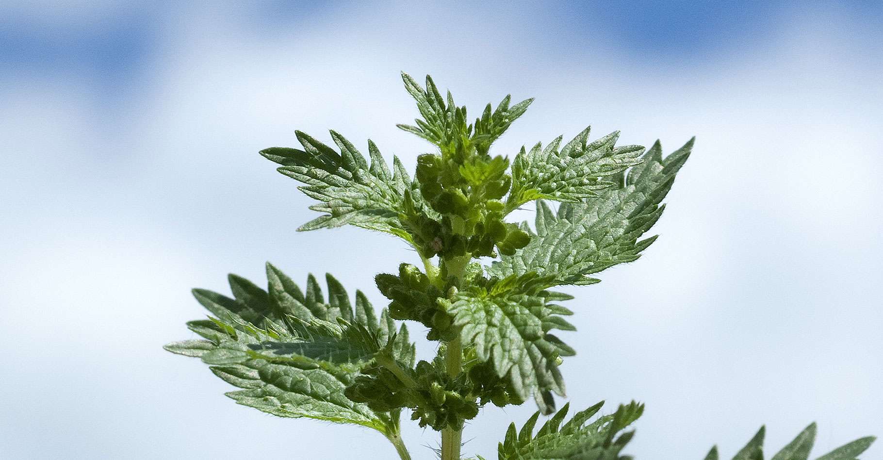 De l'utilité des orties pour la biodiversité | Dossier