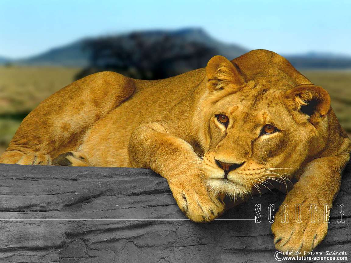 Scruter - Fond d'écran et images gratuites