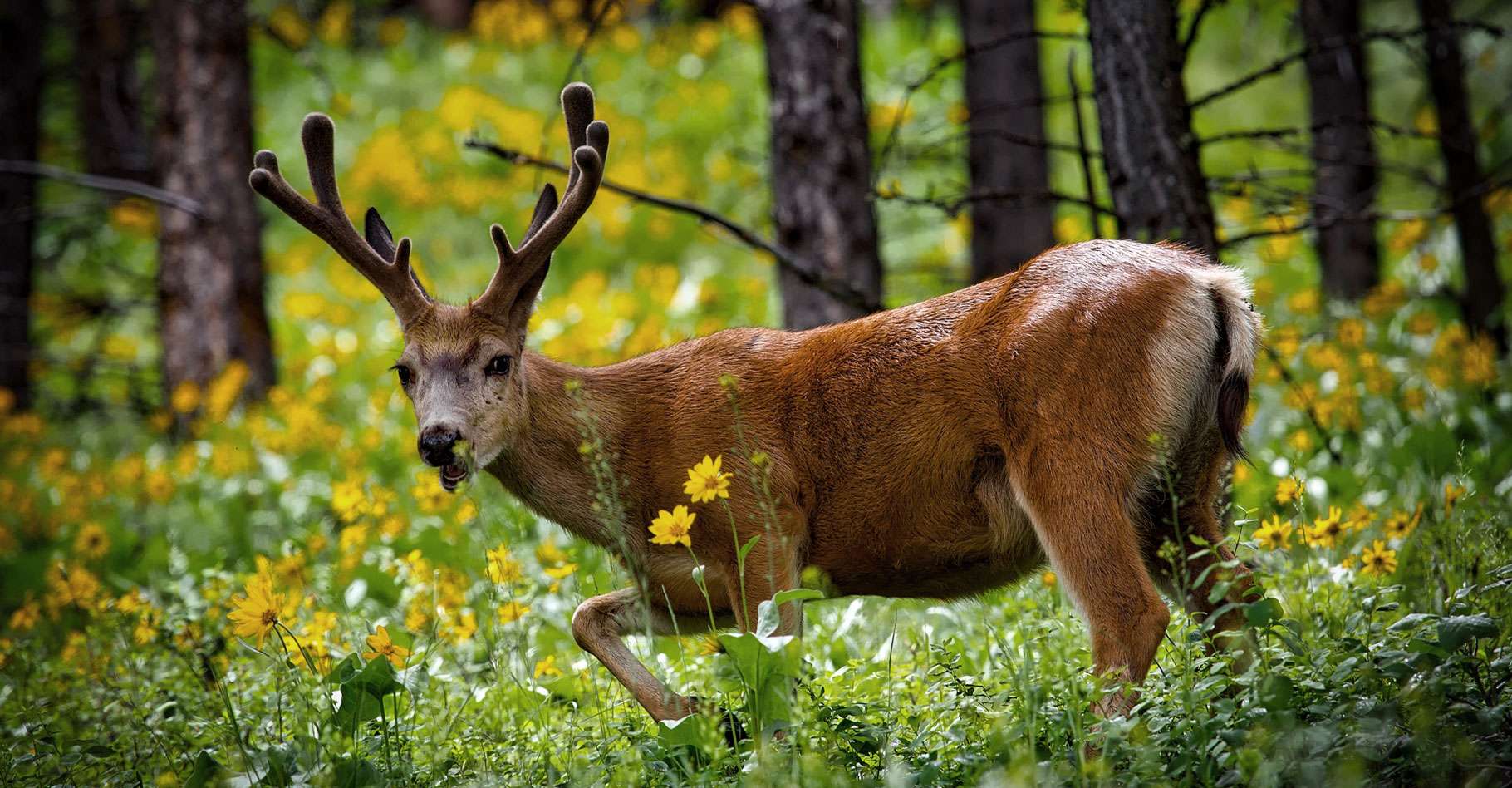 La communauté des plantes : phytosociologie de la forêt | Dossier
