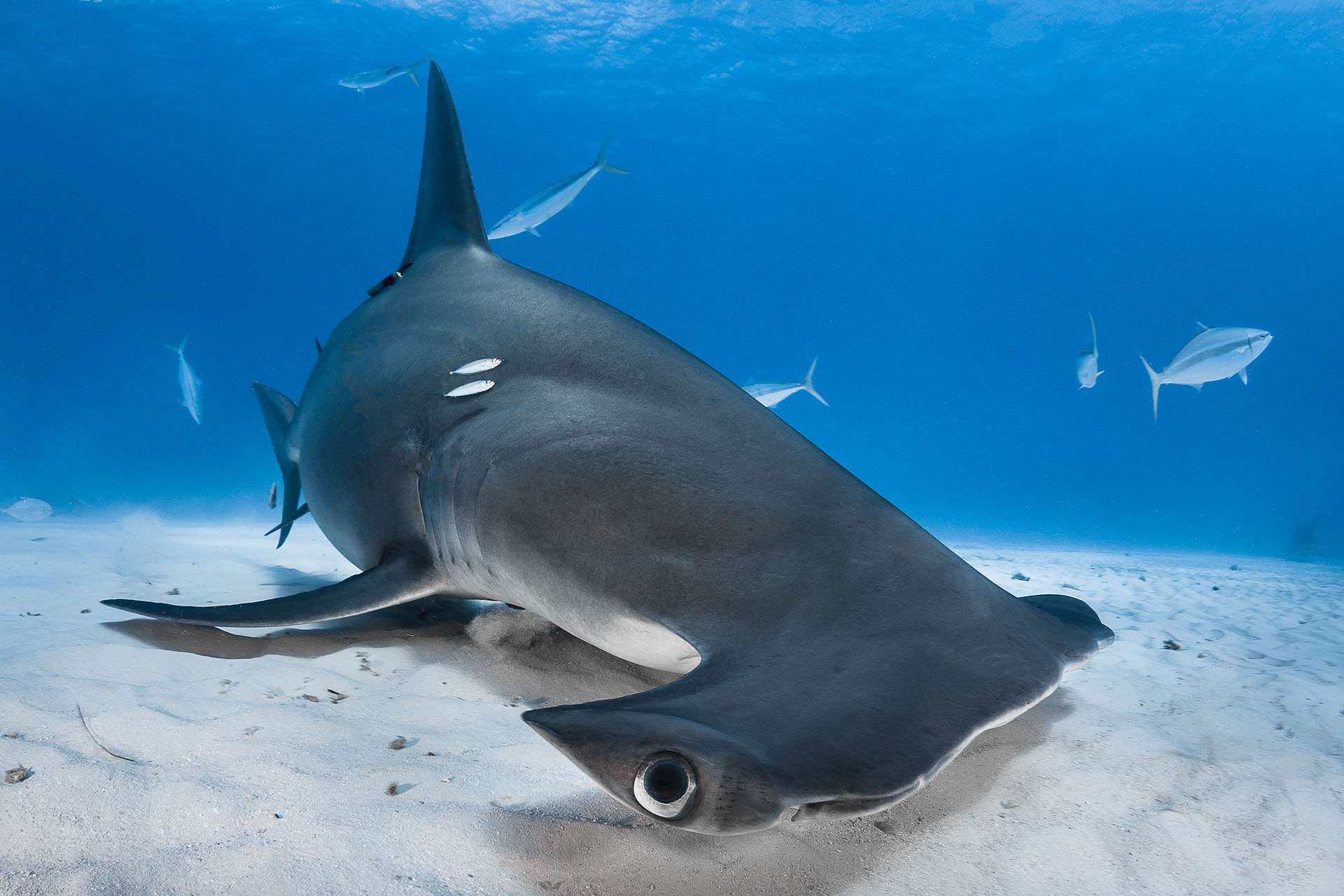 Le grand requin-marteau, un regard singulier sur les profondeurs ...