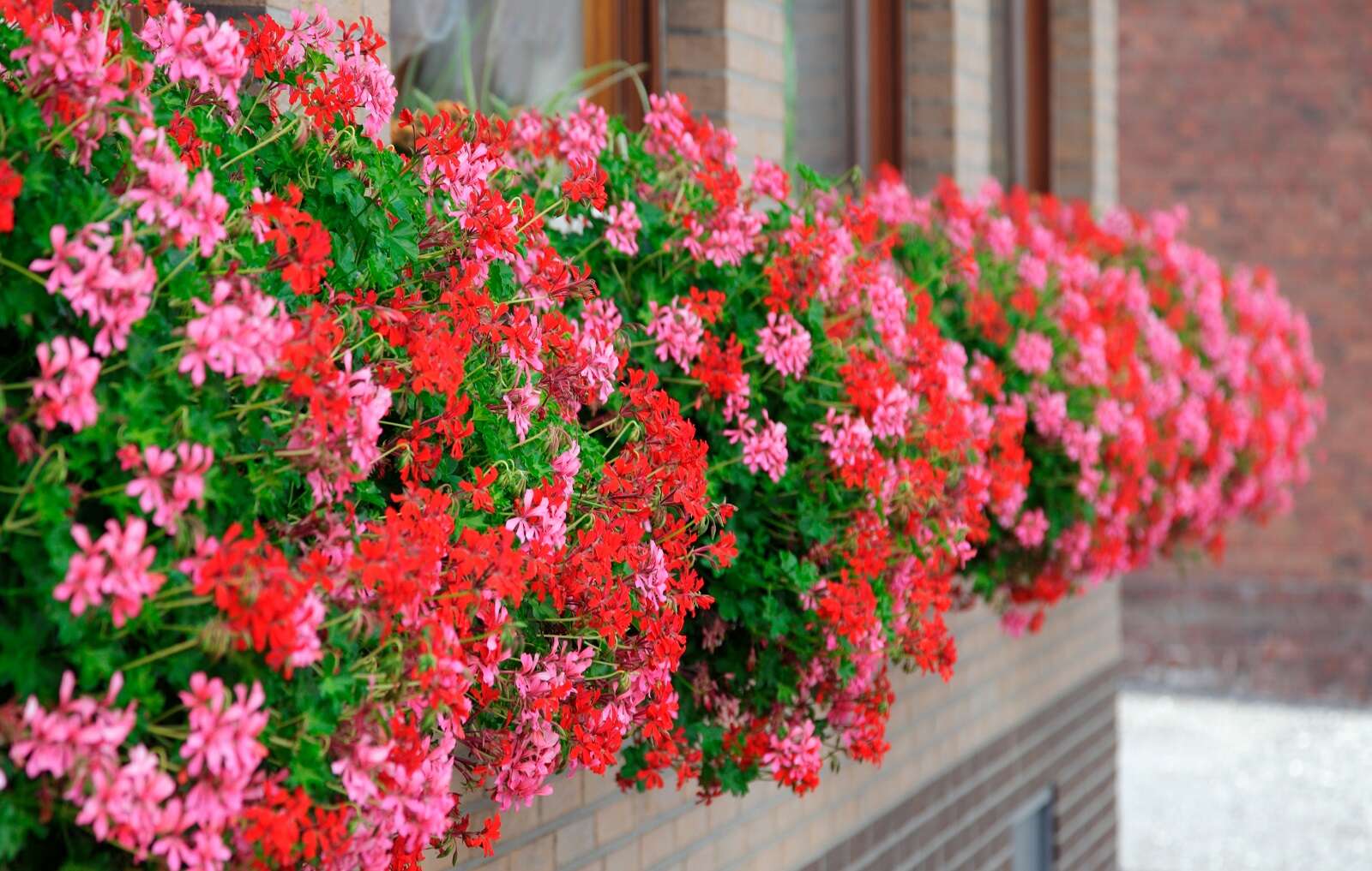 Quand et comment hiverner les géraniums