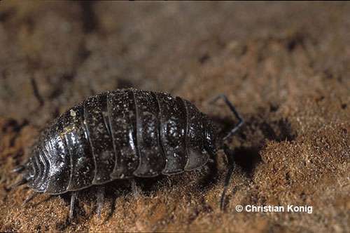 Les cloportes | Dossier