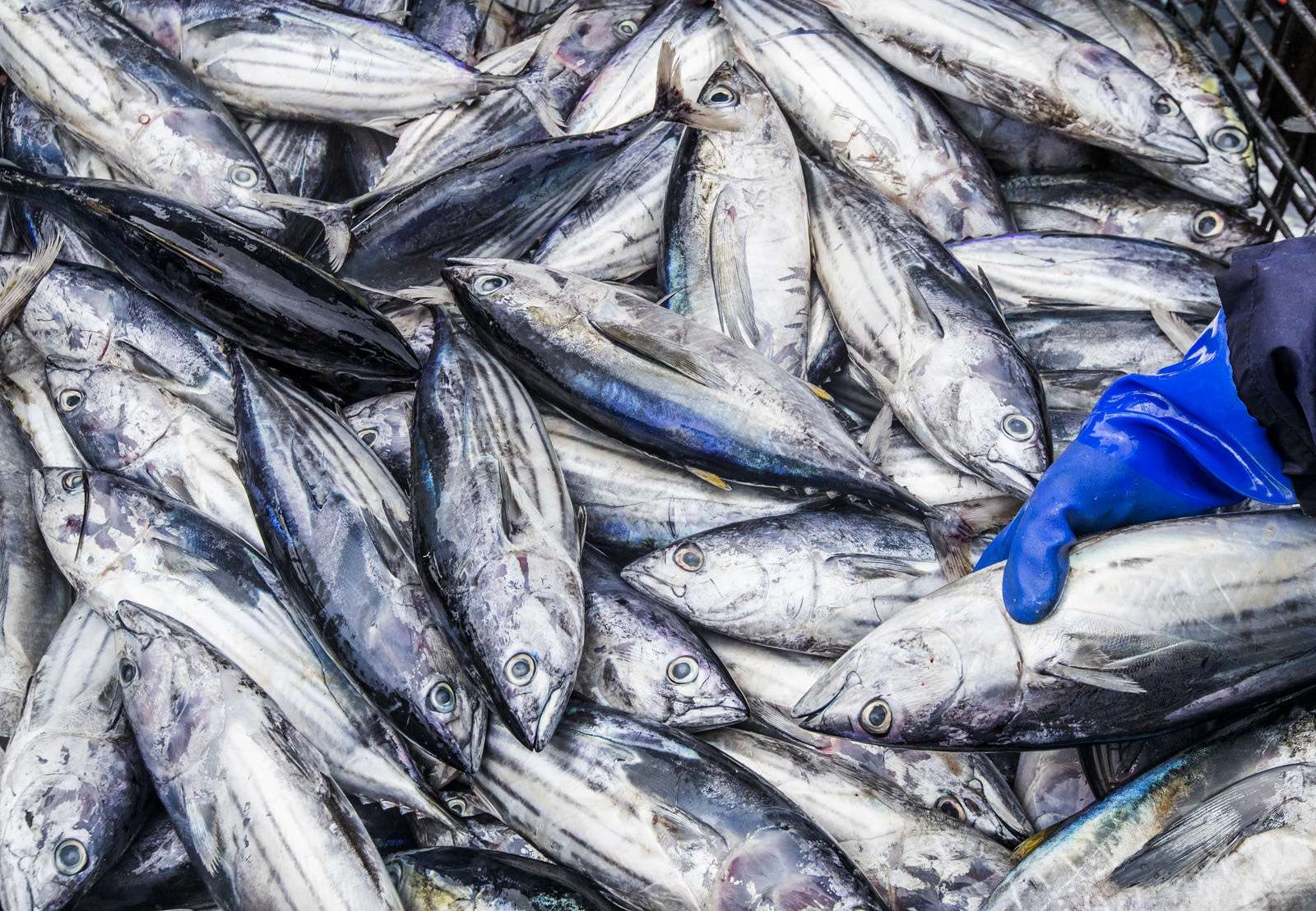 Définition | Bonite - Thon listao