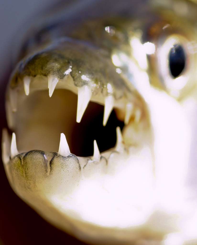 En vidéo : un poisson-tigre attrape une hirondelle en vol