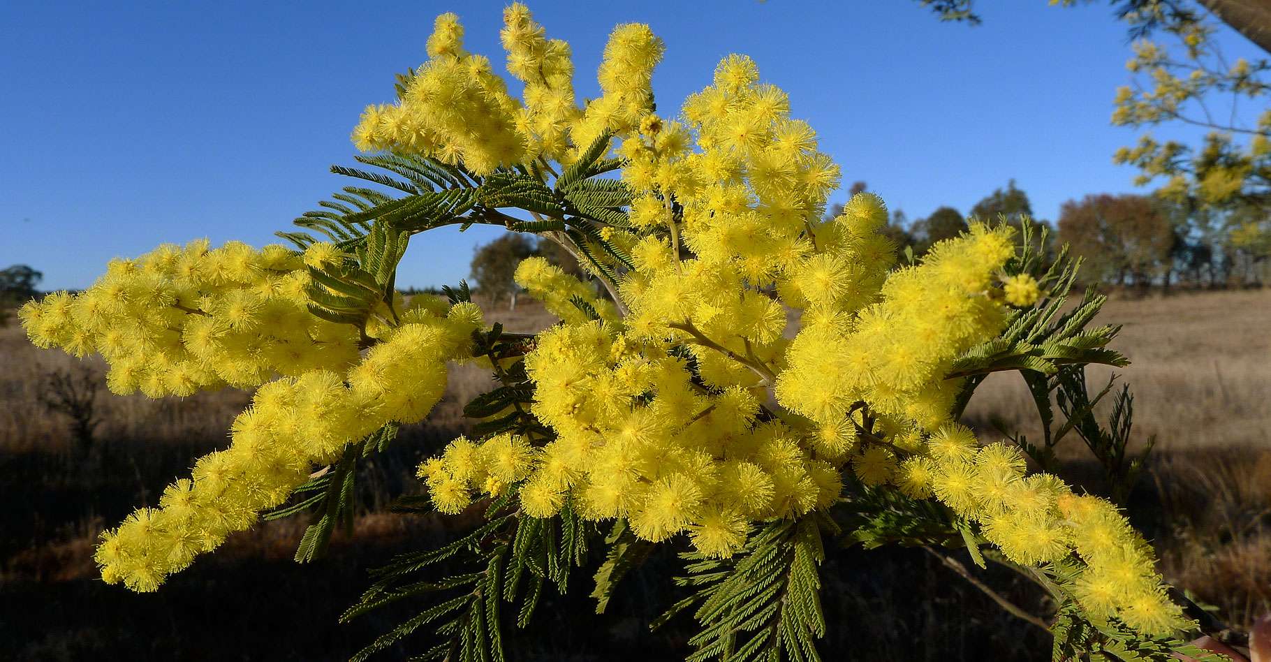Définition | Mimosa - Acacia dealbata - Mimosa argenté - Mimosa ...