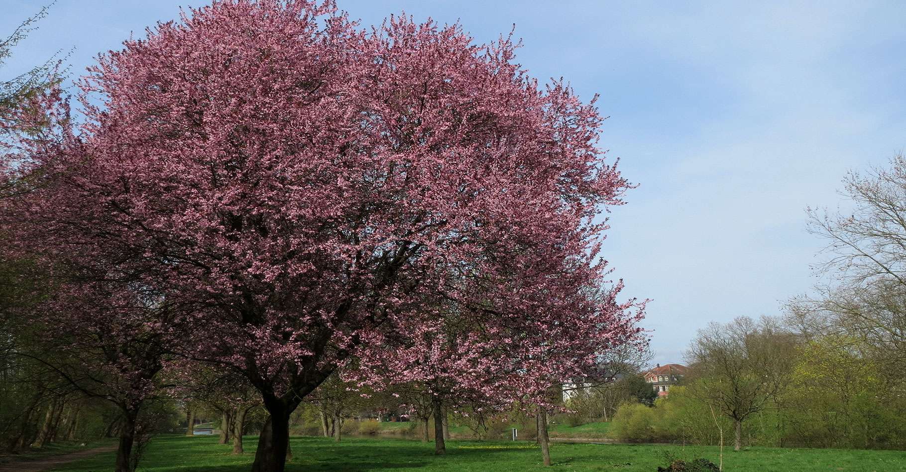 Définition | Prunier de Pissard - Prunus cerasifera - Prunier d ...