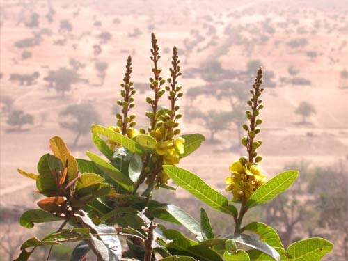 Mali, un oasis pour la biodiversité ! | Dossier
