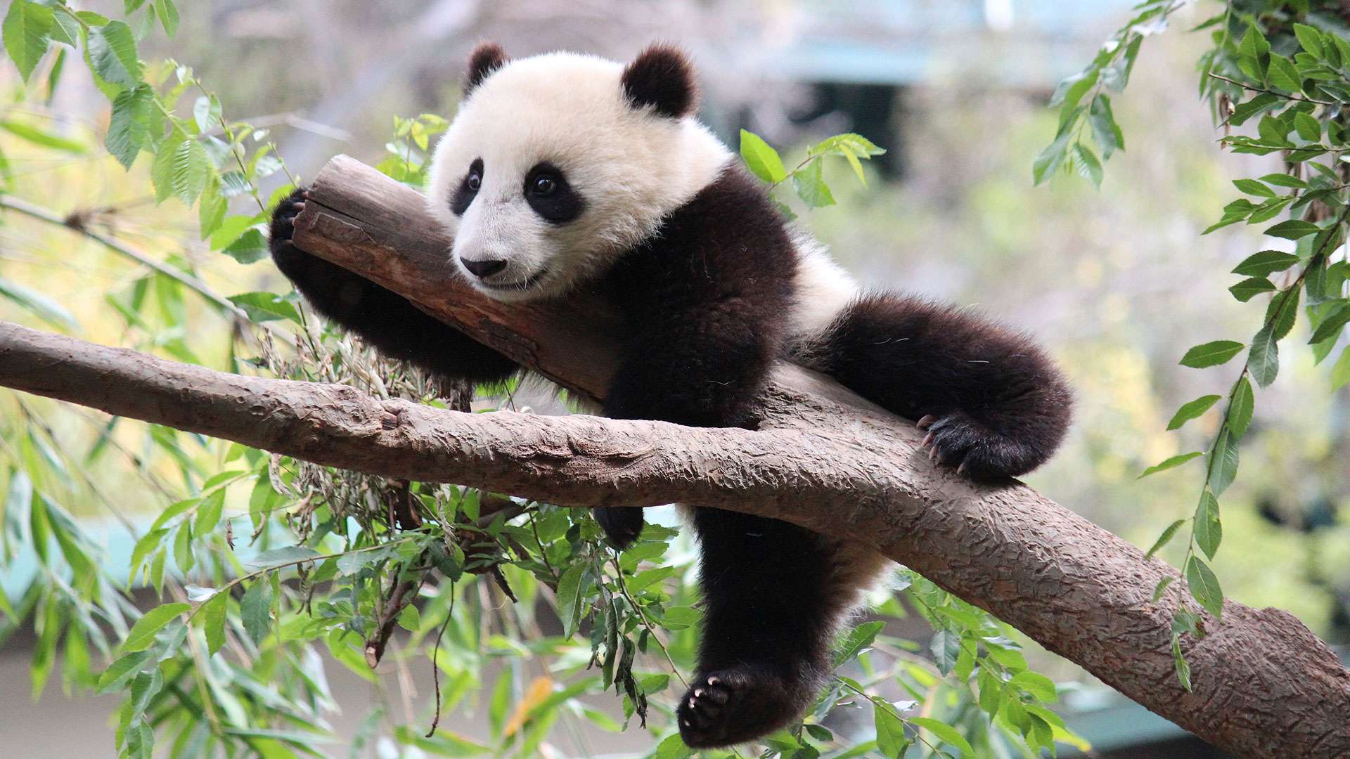 Le panda, tout un symbole - Photos Futura
