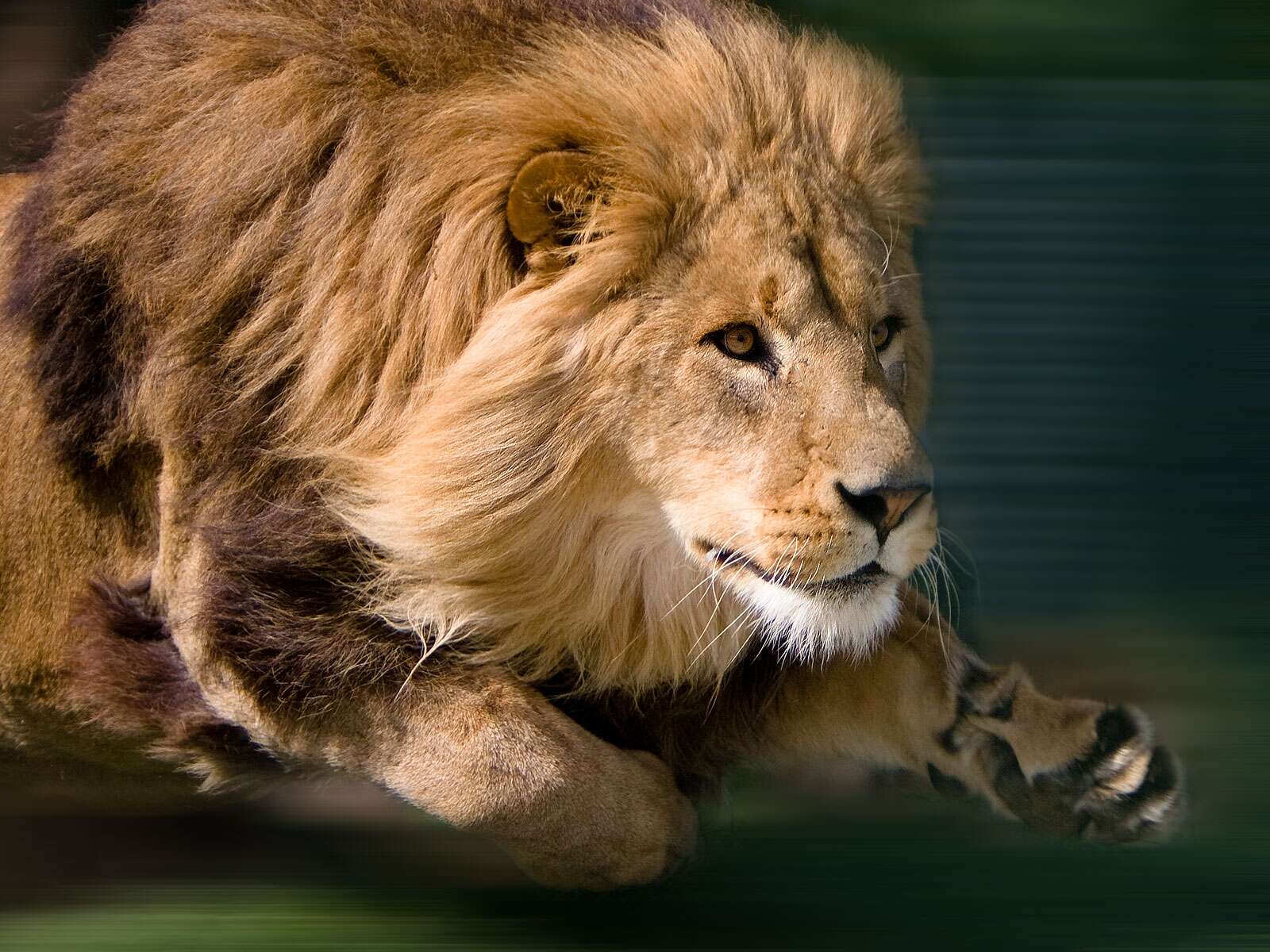 Lion en chasse - Fond d'écran et images gratuites