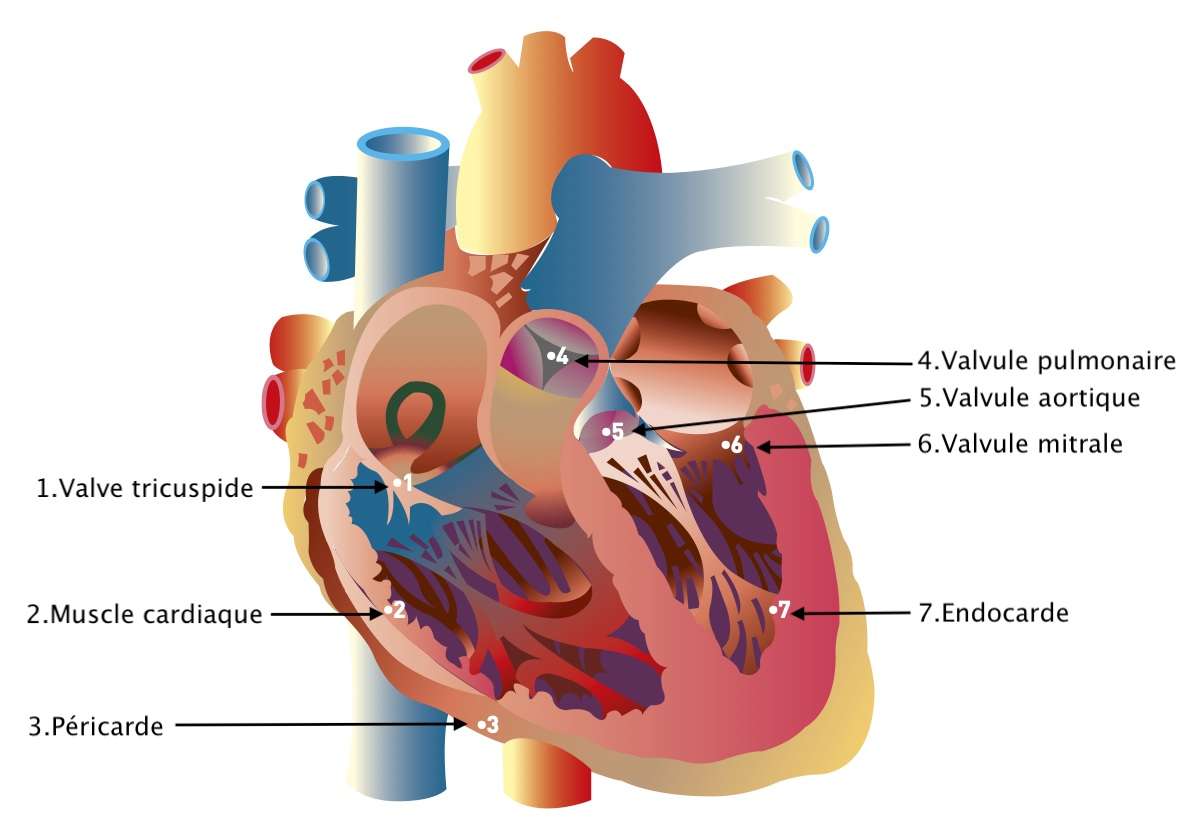Péricarde Myocarde Endocarde