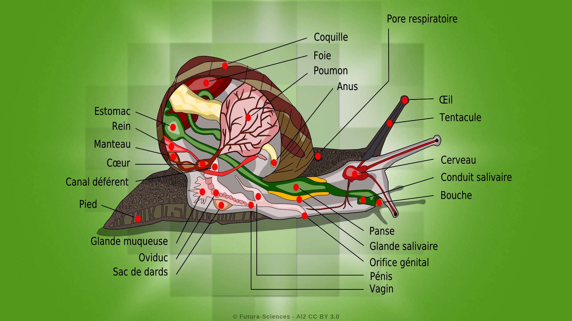 L'escargot et ses organes internes torsadés - Photos Futura