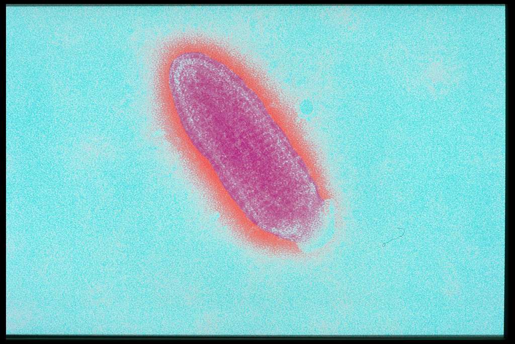 Le virus de la rage, la morsure qui fait un carnage - Photos Futura