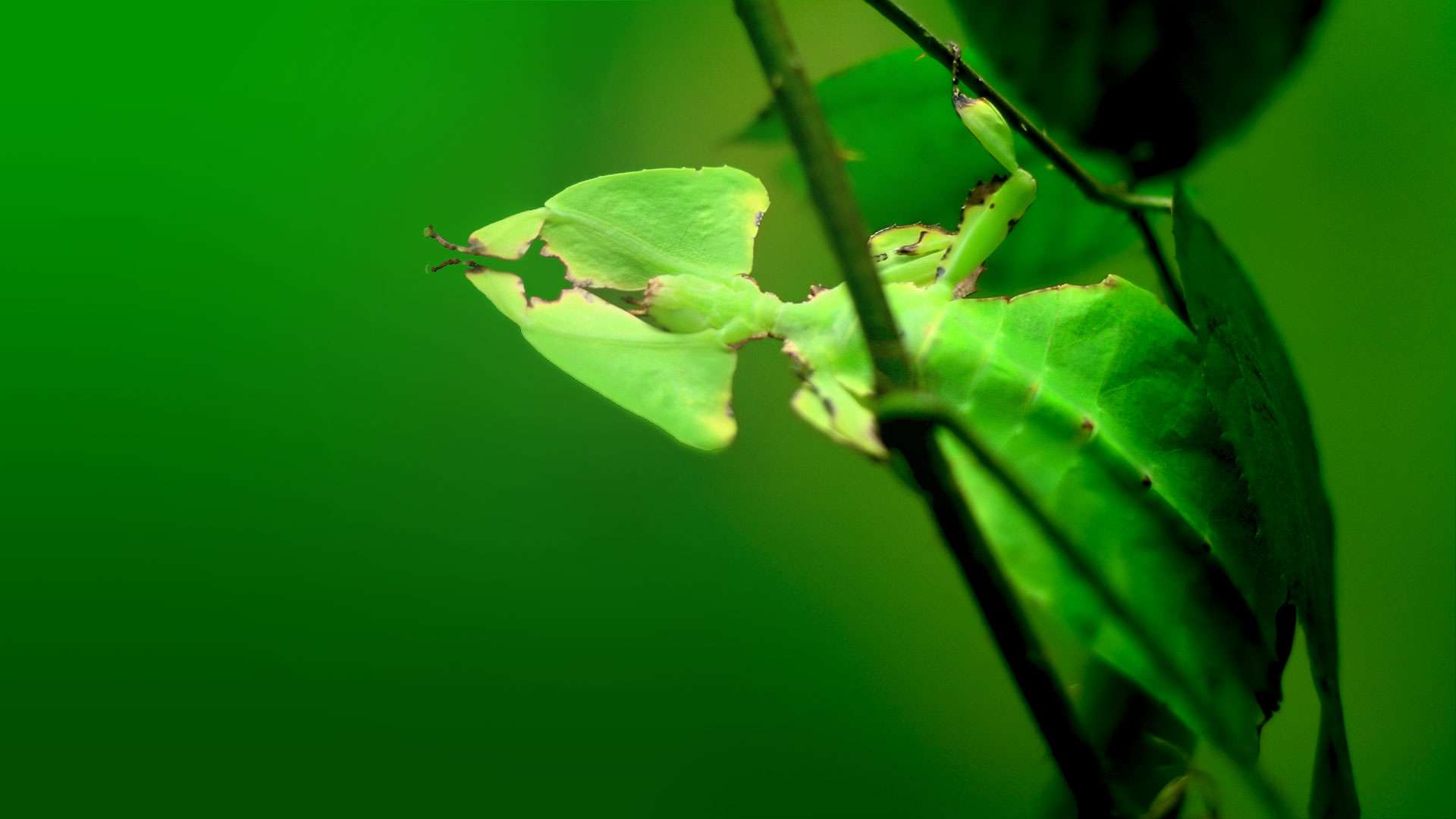 Un phasme feuille de Malaisie - Photos Futura