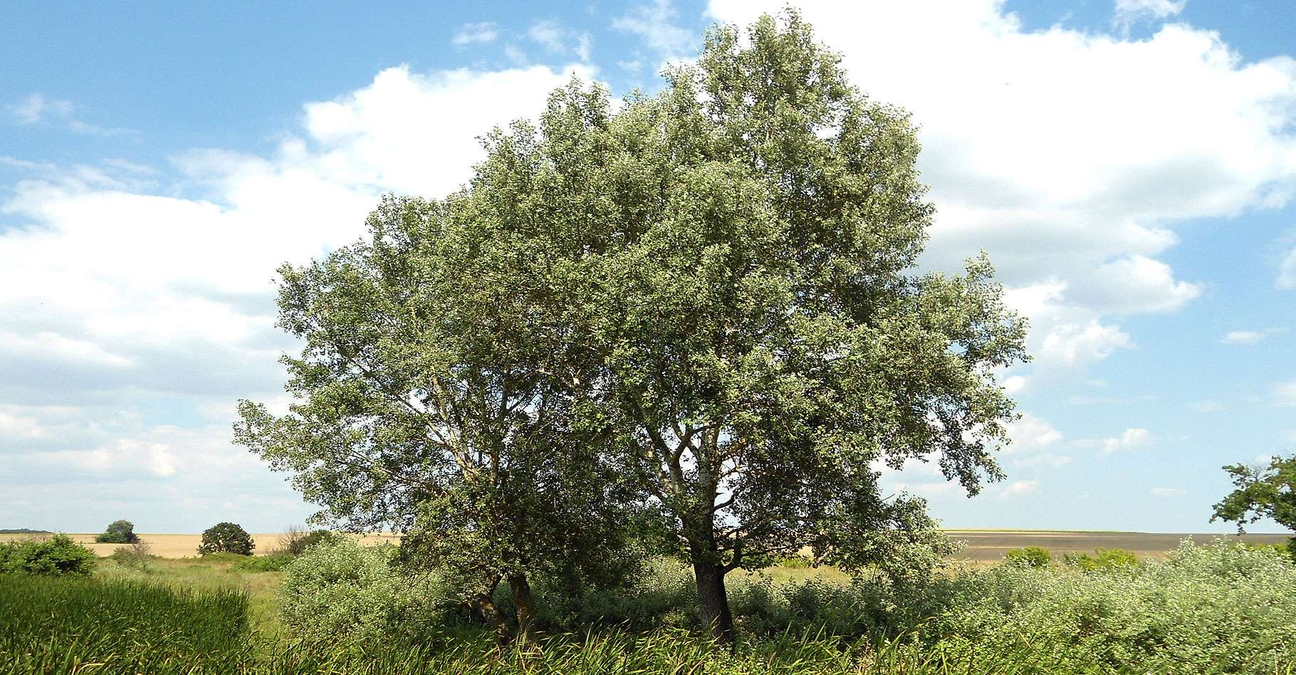 Définition | Peuplier grisard - Populus canescens - Peuplier blanc de ...