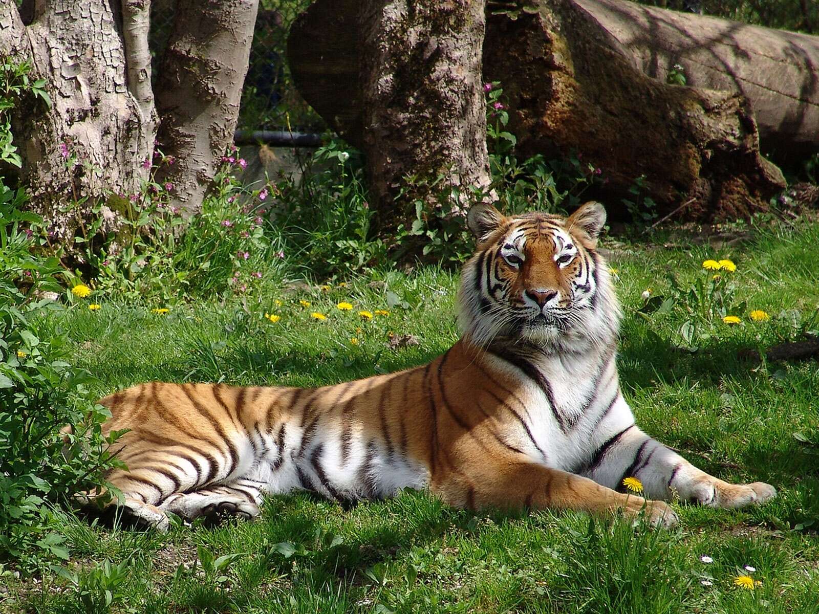 Tigre un repos bien mérité - Fond d'écran et images gratuites