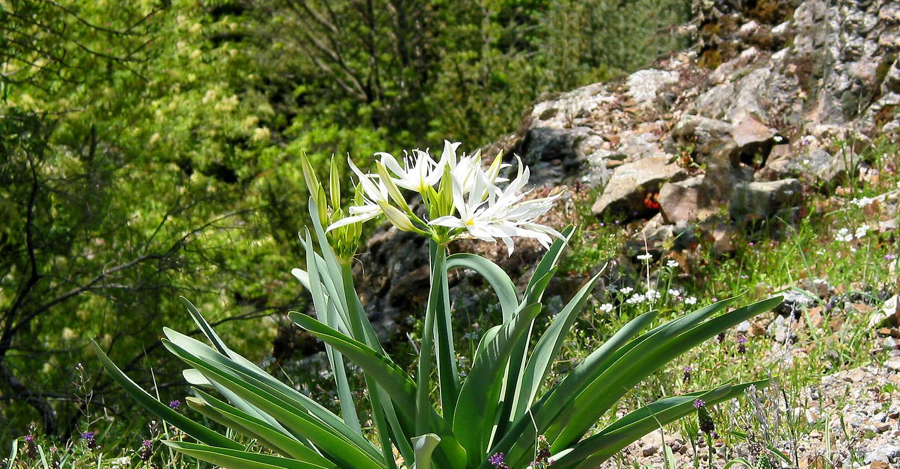 Flore : espèces endémiques | Dossier