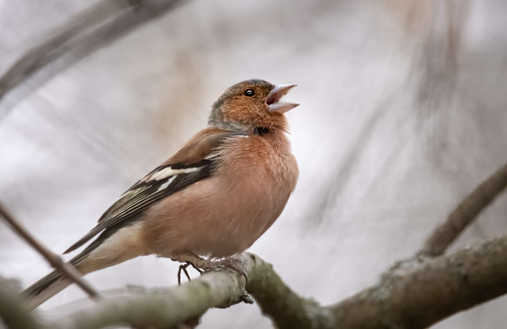 Définition | Pinson