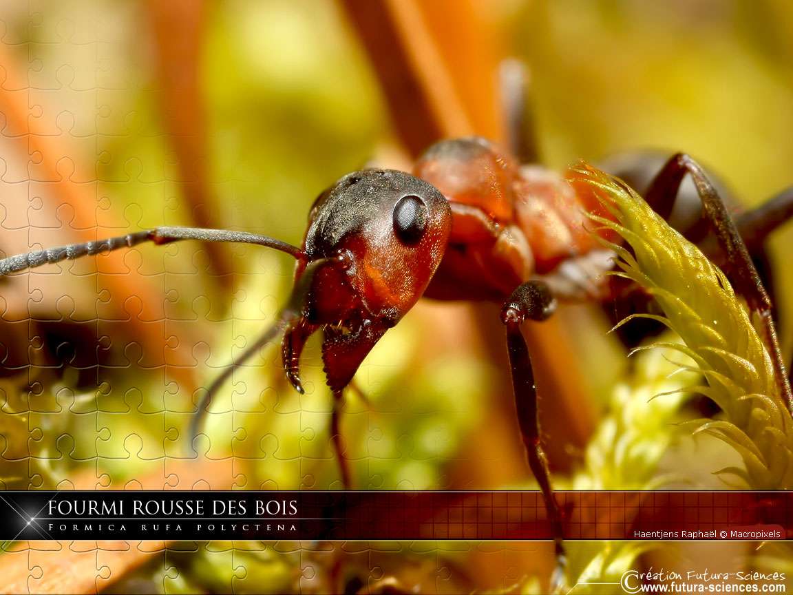 Fourmi rousses des bois
